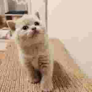 Cats for sale in UAE